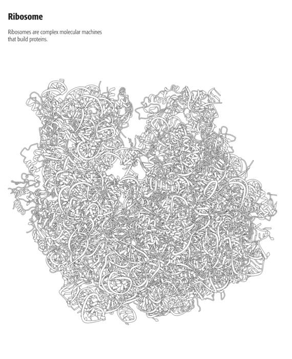 Solved Ribosome Ribosomes are complex molecular machines | Chegg.com