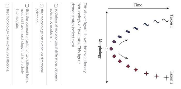 Solved The above figure shows the evolutionary morphology of | Chegg.com Solved The above figure shows the evolutionary morphology of | Chegg.com
