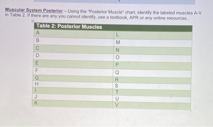 Muscular System Posterior - Using the "Posterior | Chegg.com