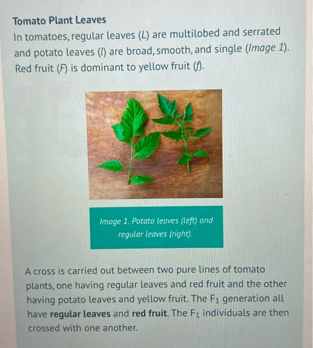 Solved Tomato Plant Leaves In tomatoes, regular leaves (L) | Chegg.com