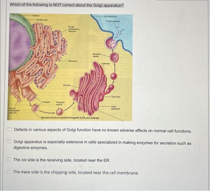 Solved Which of the following is NOT correct about the Golgi | Chegg.com