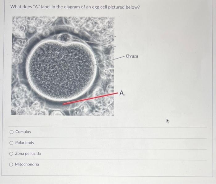 Solved What does "A." label in the diagram of an egg cell | Chegg.com