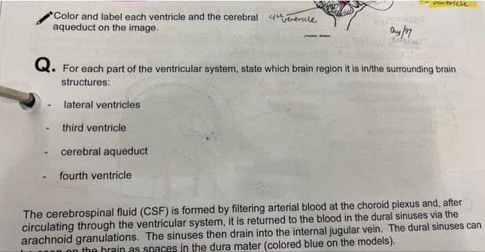 Solved Color and label each ventricle and the cerebral 4 | Chegg.com