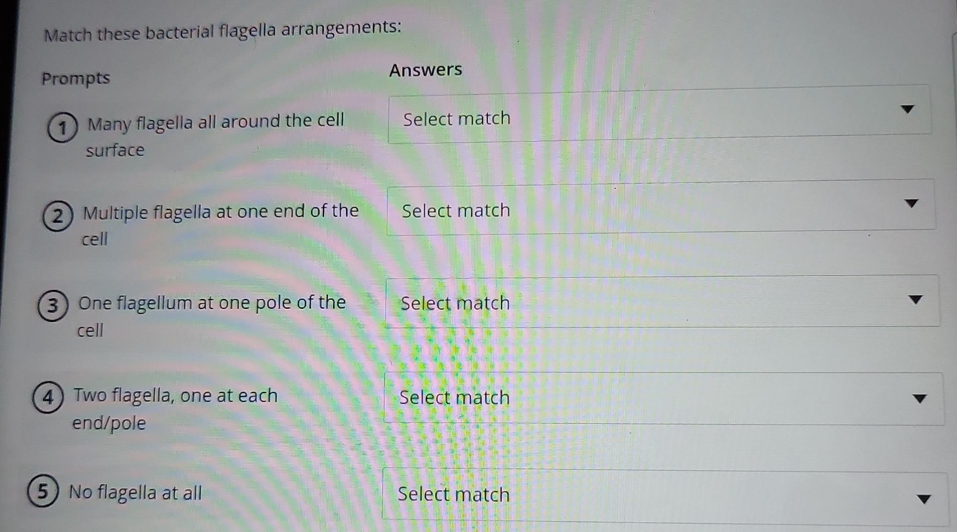 Solved Match these bacterial flagella | Chegg.com