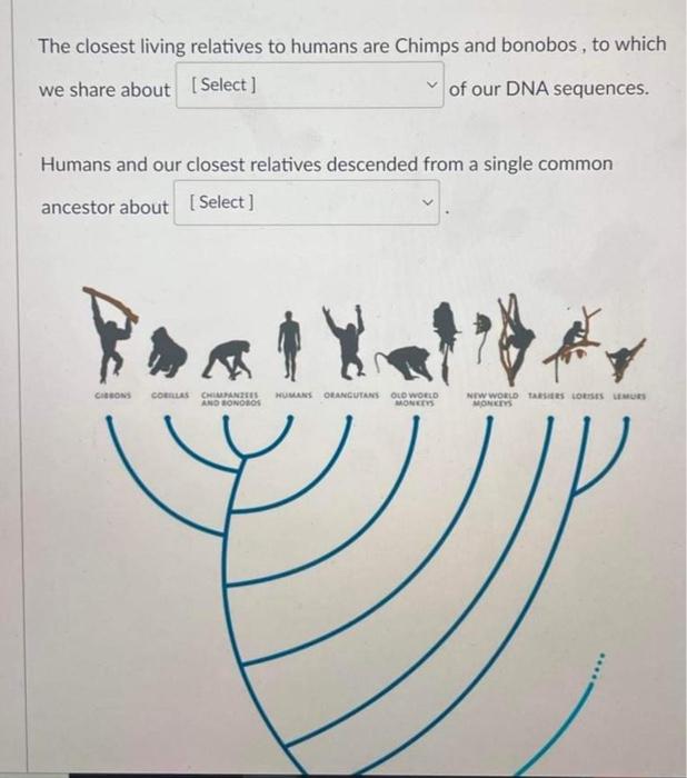 Solved The closest living relatives to humans are Chimps and | Chegg.com