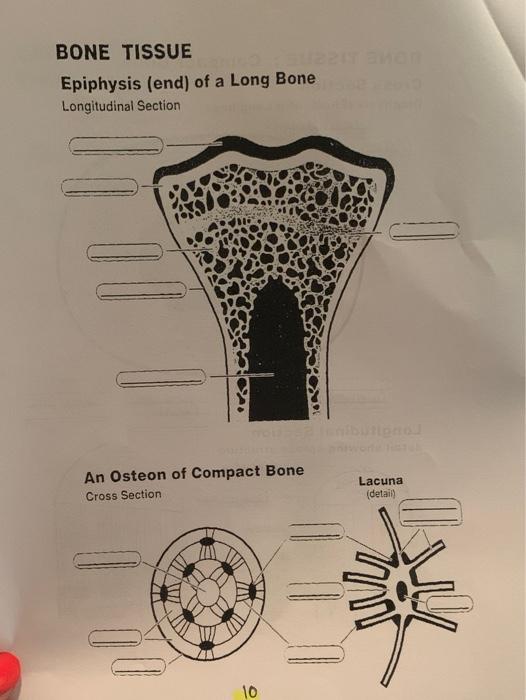 Solved LONG BONE STRUCTURES Tibia (longitudinal section) | Chegg.com