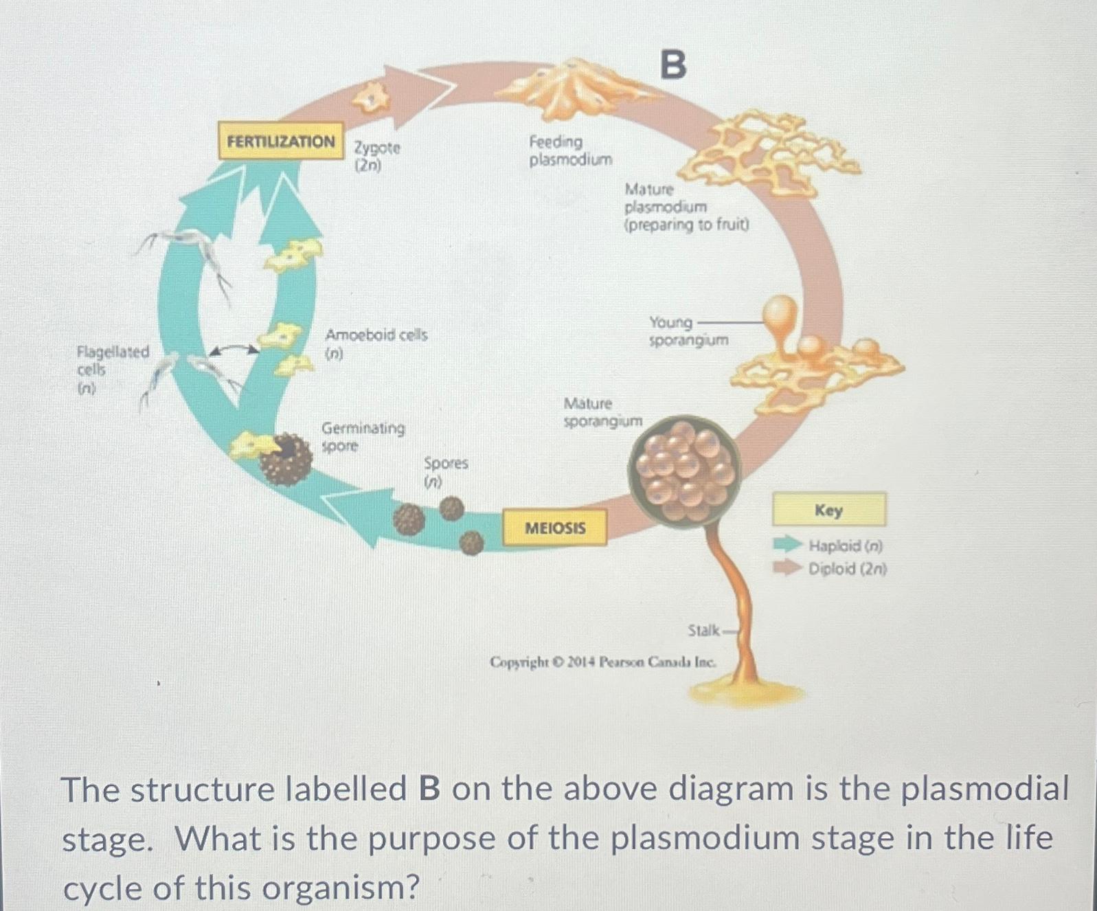 Solved The structure labelled B ﻿on the above diagram is the | Chegg.com