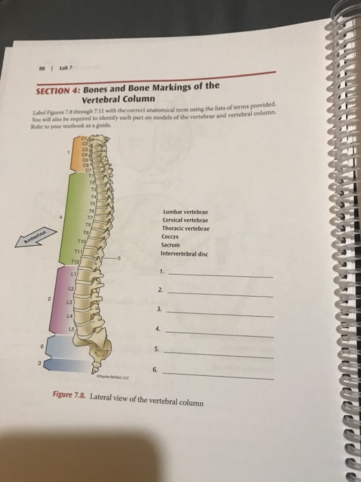 Solved 88 ) Lab 7 SECTION 4: Bones and Bone Markings of the | Chegg.com