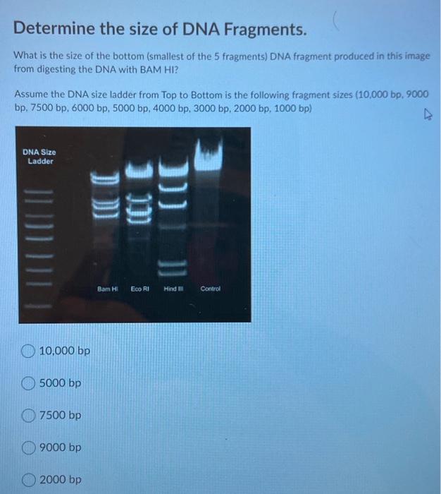 Solved Determine the size of DNA Fragments. What is the size | Chegg.com