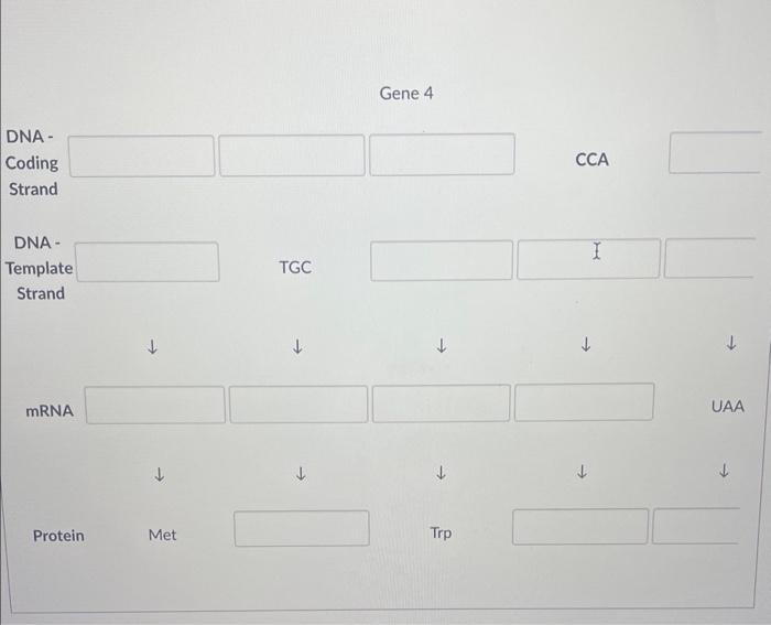Solved Gene 4 DNA - Coding CCA Strand DNA - Template TGC | Chegg.com