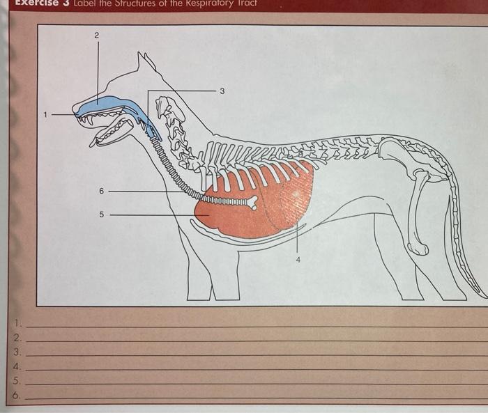 Solved Xercise 3 Label the Structures of the Respiratory | Chegg.com Solved Xercise 3 Label the Structures of the Respiratory | Chegg.com