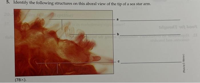 Solved Identify the following structures on this aboral view | Chegg.com