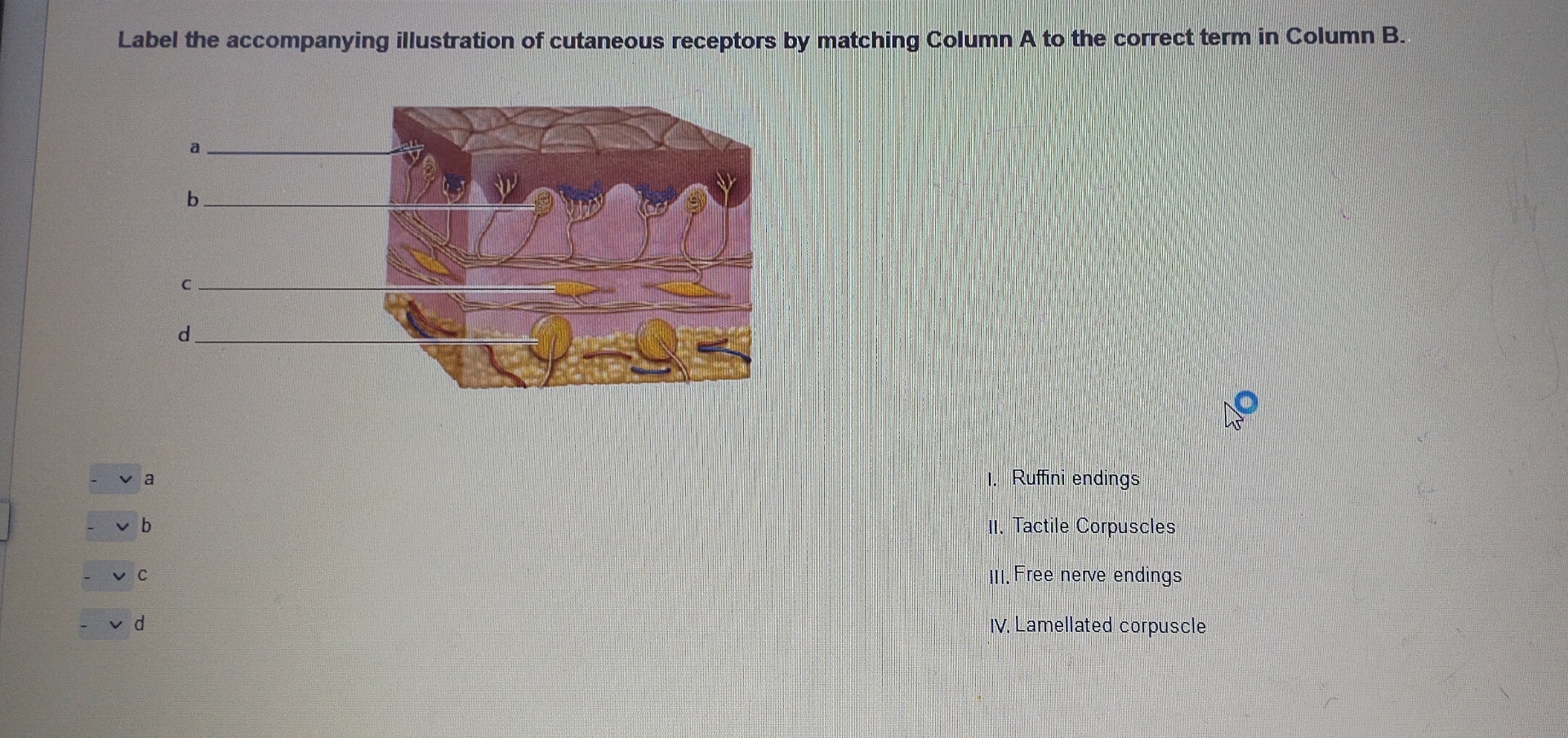Solved Label the accompanying illustration of cutaneous | Chegg.com