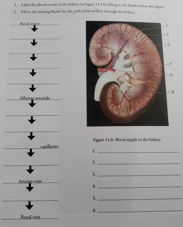 Solved 1. Label the blood vessels of the kidney in Figure | Chegg.com