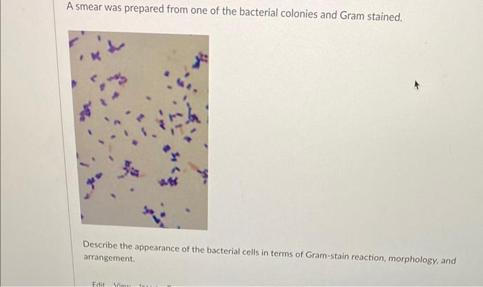Solved A smear was prepared from one of the bacterial | Chegg.com