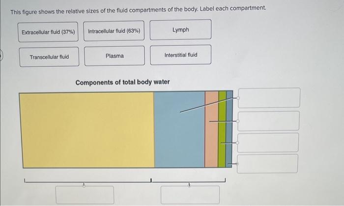 Solved This figure shows the relative sizes of the fiuid | Chegg.com Solved This figure shows the relative sizes of the fiuid | Chegg.com