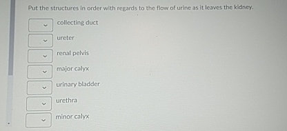 Solved Put the structures in order with regards to the flow | Chegg.com