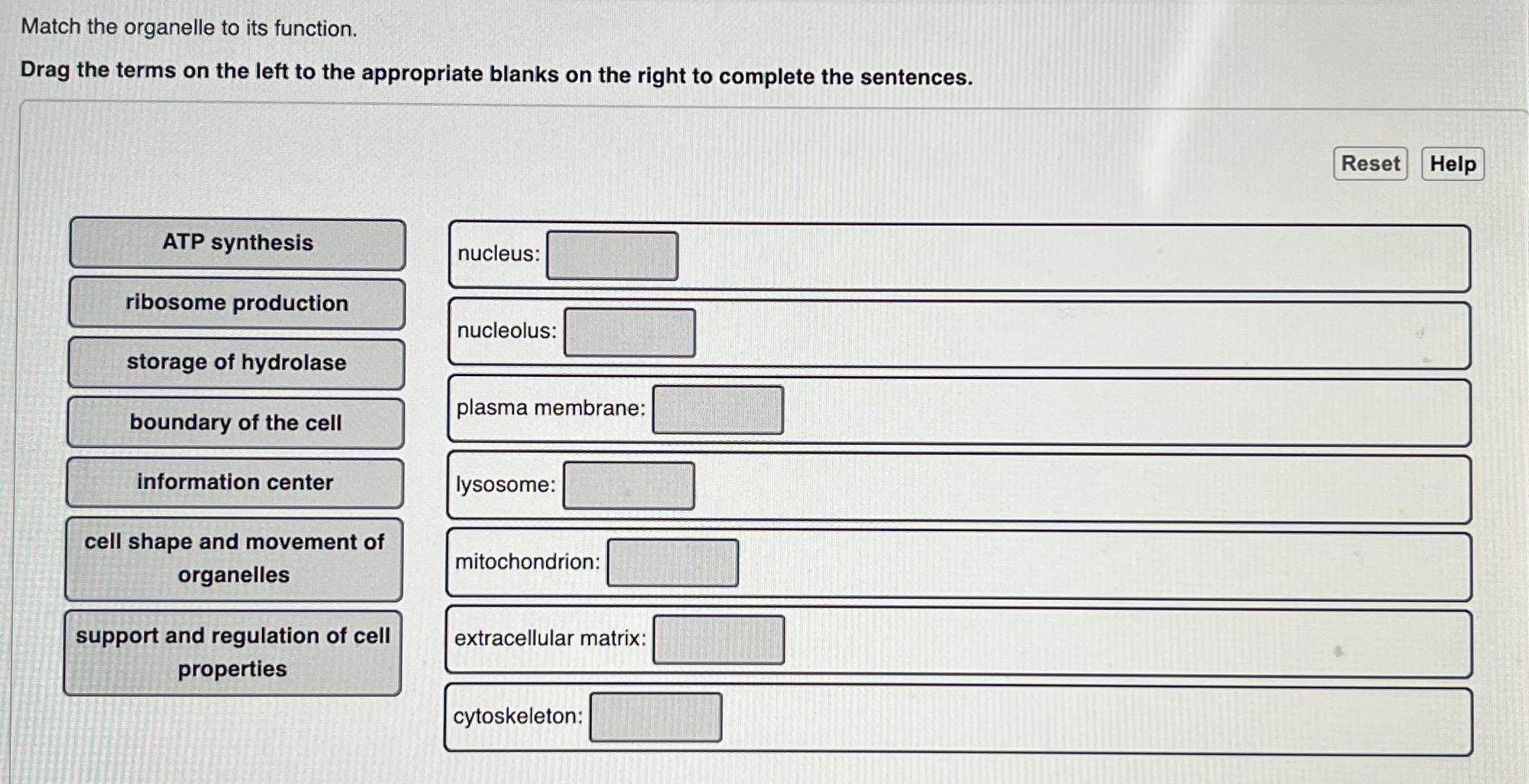 Solved Match the organelle to its function.Drag the terms on | Chegg.com
