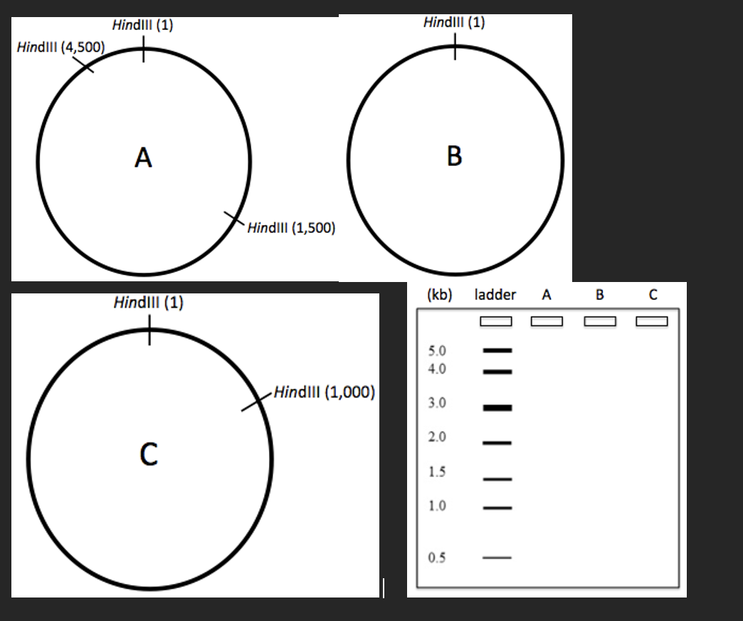 Solved The three plasmids (A, ﻿B, ﻿and C) ﻿depicted below | Chegg.com