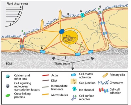 Solved In the generic cell mechanobiology diagram shown | Chegg.com