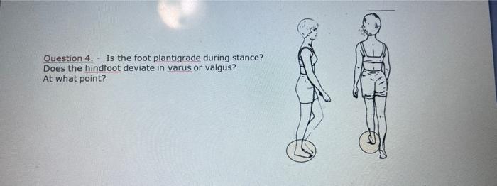 Solved Question 4. - Is the foot plantigrade during stance? | Chegg.com