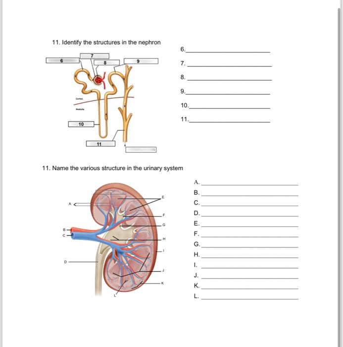 11. Identify the structures in the nephron 6. 7. 8. | Chegg.com
