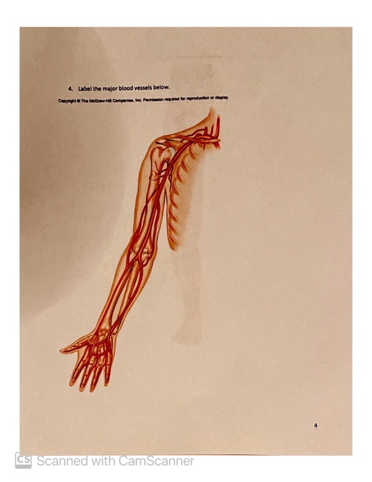 Solved 2. Label the major blood vessels. 2 CS Scanned with | Chegg.com