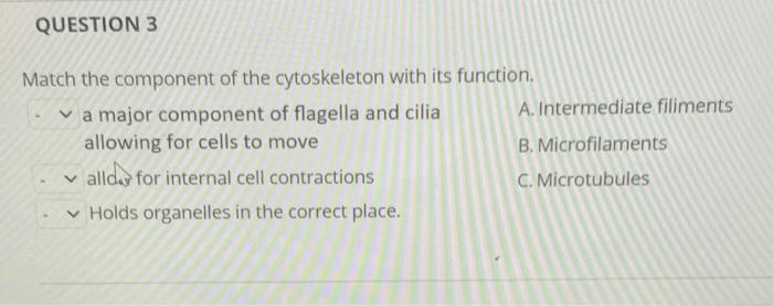 Solved QUESTION 3 Match the component of the cytoskeleton | Chegg.com