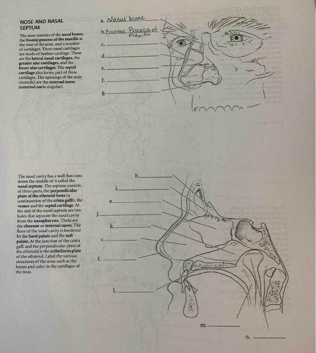 Solved a. Nasal bone b.Frontal Process of Marilla c. NOSE | Chegg.com