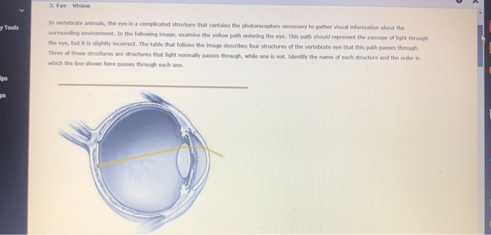 3. Eye Vision y Tools In vertebrate animals, the eye | Chegg.com