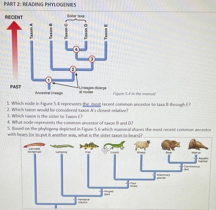 Solved PART 2: READING PHYLOGENIES RECENT Sister taxa Taxon | Chegg.com