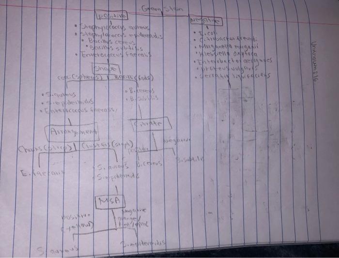 Solved microbiology: create a flowchart for the | Chegg.com