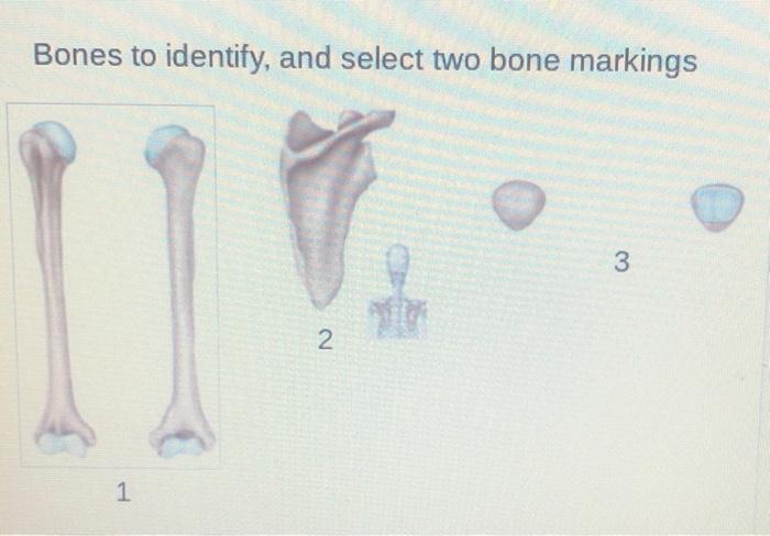 Solved In the next slides, name and classify the bones | Chegg.com