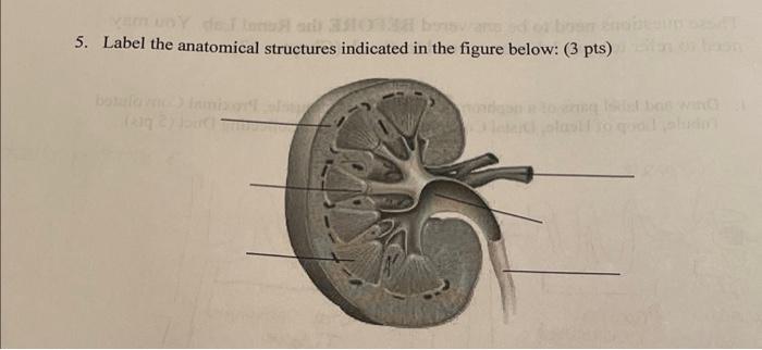 Solved 5. Label the anatomical structures indicated in the | Chegg.com