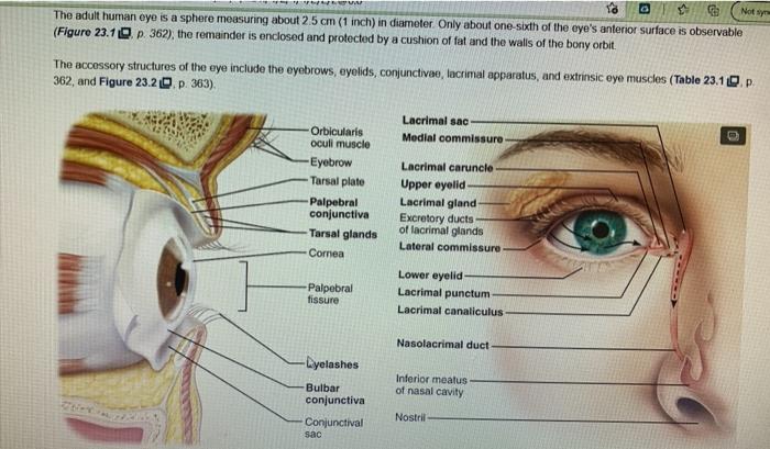 Solved Note G The adult human eye is a sphere measuring | Chegg.com