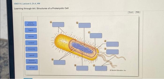 Solved Learning through Art: Structures of a Prokaryotic | Chegg.com