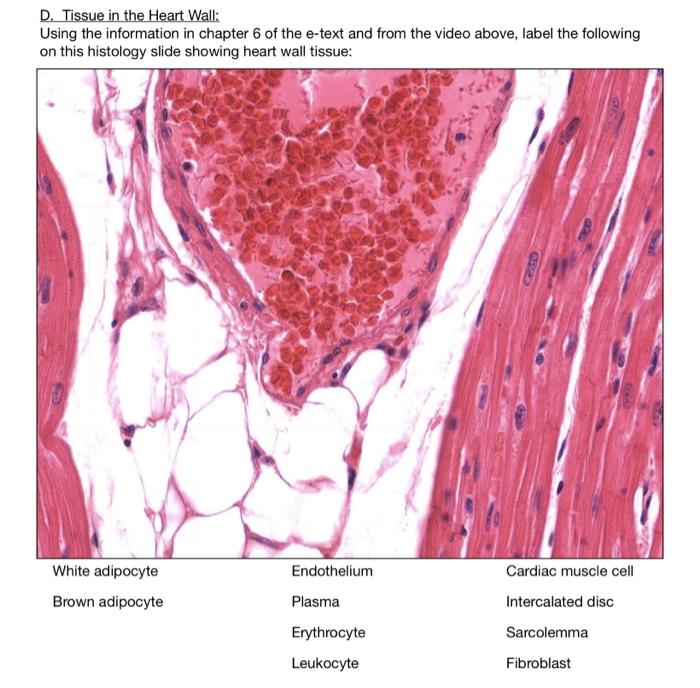 Solved D. Tissue in the Heart Wall: Using the information in | Chegg.com