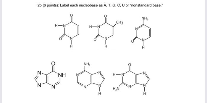 Solved 2b (6 points): Label each nucleobase as A, T, G, C, U | Chegg.com