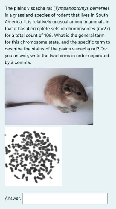 Solved The plains viscacha rat (Tympanoctomys barrerae) is a | Chegg.com