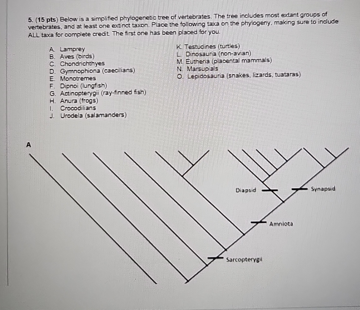 Solved (15 ﻿pts) ﻿Below is a simplified phylogenetic tree of | Chegg.com