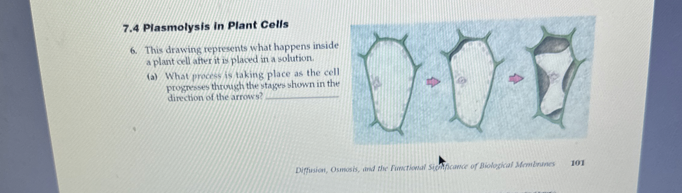 Solved 7.4 ﻿Plasmolysis in Plant Cells6. ﻿This drawing | Chegg.com