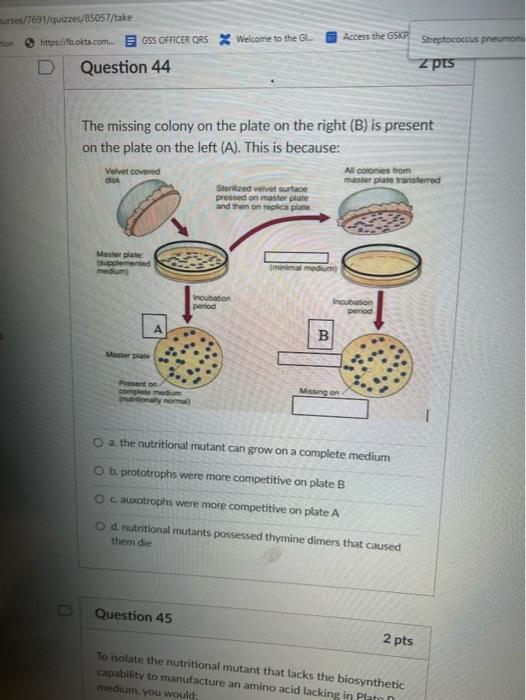 Solved The missing colony on the plate on the right (B) is | Chegg.com