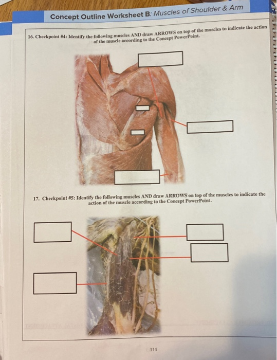 Solved Concept Outline Worksheet B: Muscles of Shoulder & | Chegg.com