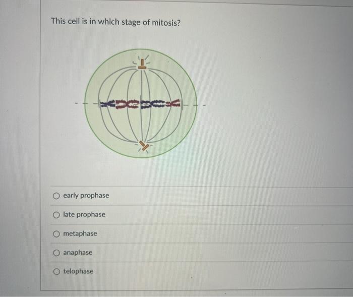Solved This cell is in which stage of mitosis? early | Chegg.com