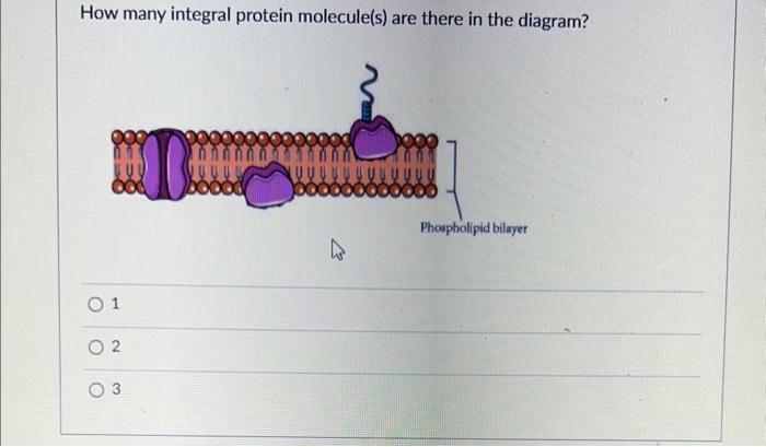 Solved How many integral protein molecule(s) are there in | Chegg.com
