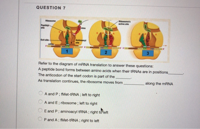 Solved QUESTION 7 Refer to the diagram of mRNA translation | Chegg.com