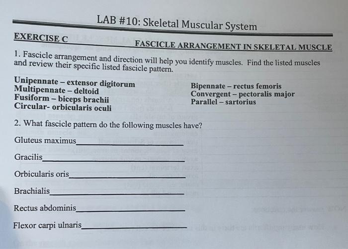 Solved 1. Fascicle arrangement and direction will help you | Chegg.com