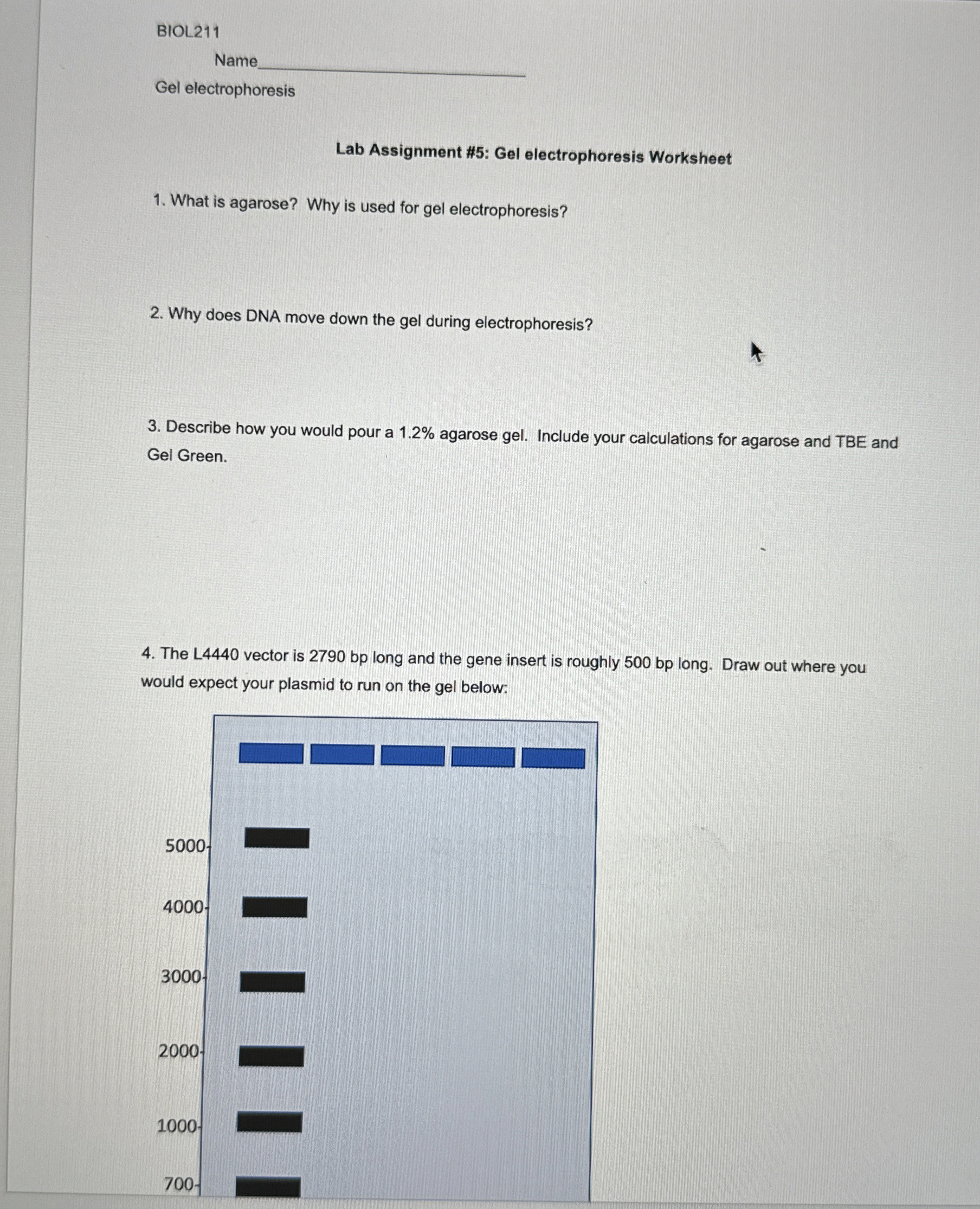 Solved BIOL211NamGel electrophoresisLab Assignment #5: Gel | Chegg.com
