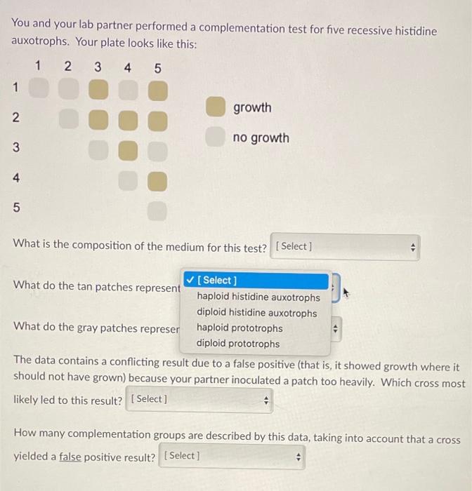 Solved You and your lab partner performed a complementation | Chegg.com