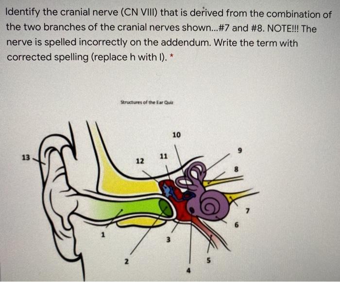 Solved Identify the cranial nerve (CN VIII) that is derived | Chegg.com